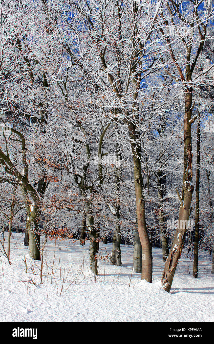 winter nature snow landscape tree sky Stock Photo - Alamy