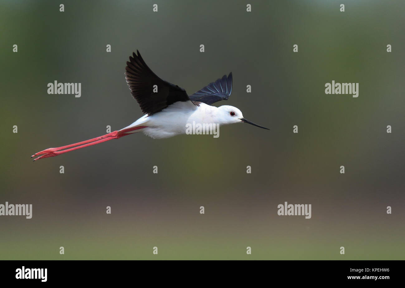 Stilt runner flight Stock Photo - Alamy