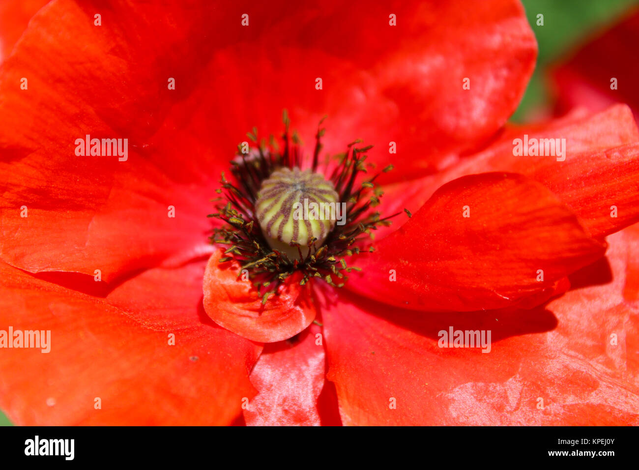 beautiful big flower of red poppy Stock Photo - Alamy