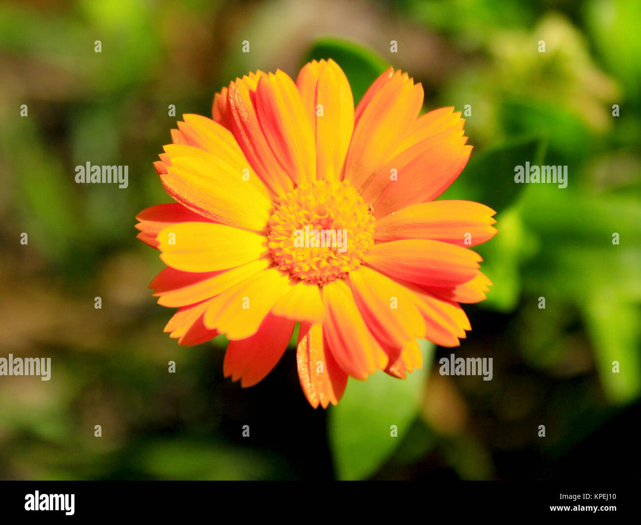 beautiful flower of yellow calendula Stock Photo - Alamy