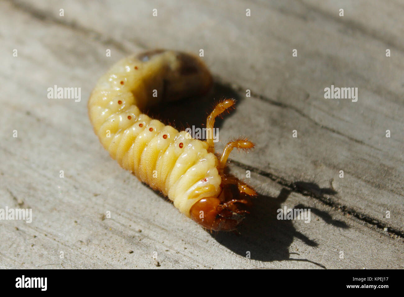 larva of may-bug Stock Photo - Alamy
