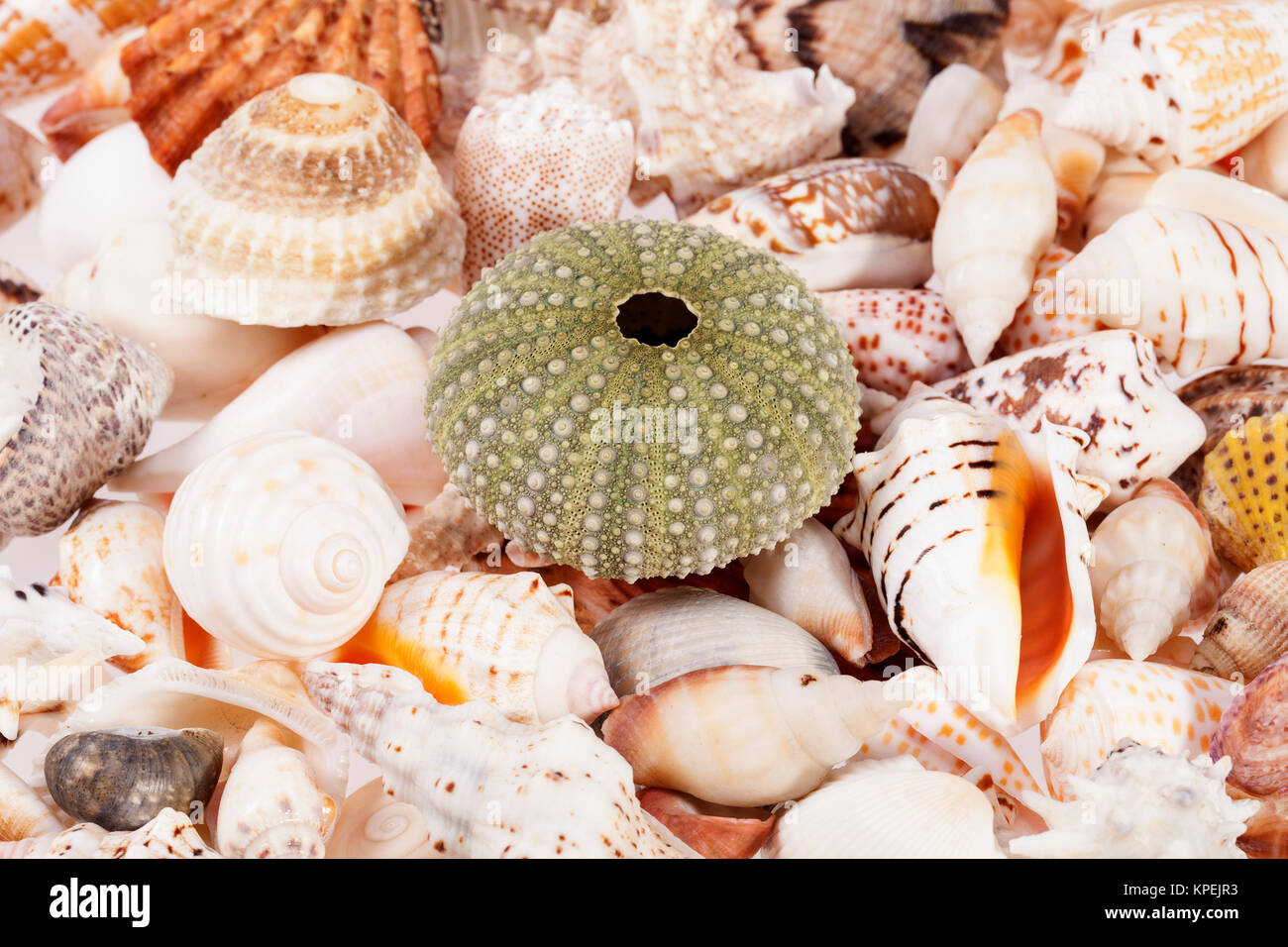 background of various kinds of sea shells, close up Stock Photo - Alamy