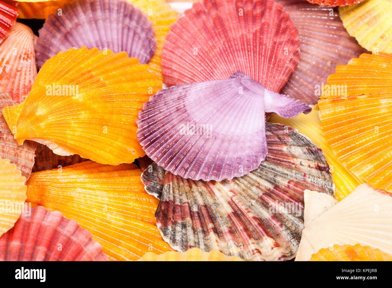 background with colorful sea shells of mollusks, close up Stock Photo ...