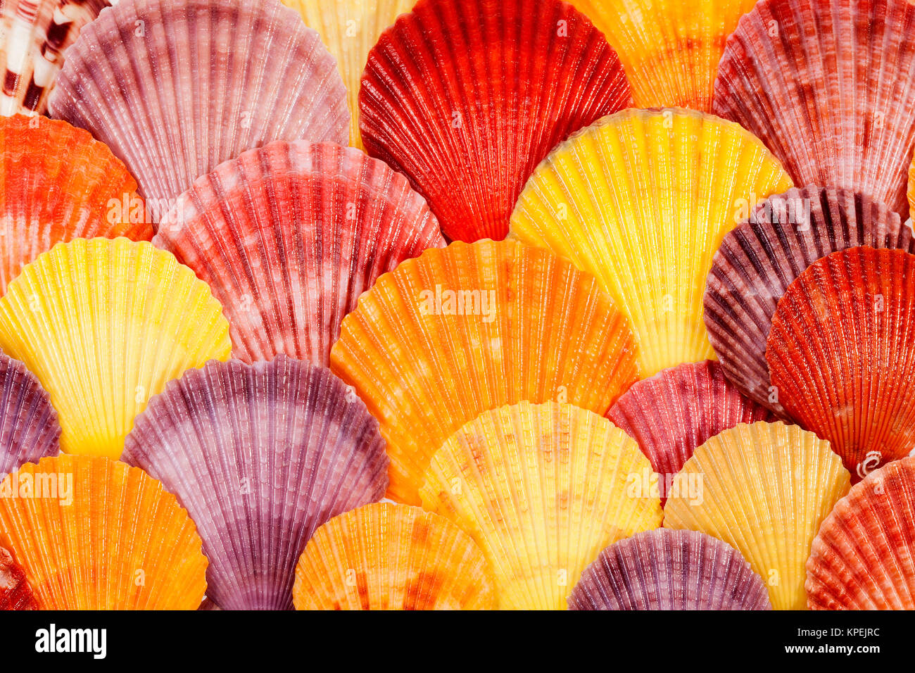 background with colorful sea shells of mollusks, close up Stock Photo ...