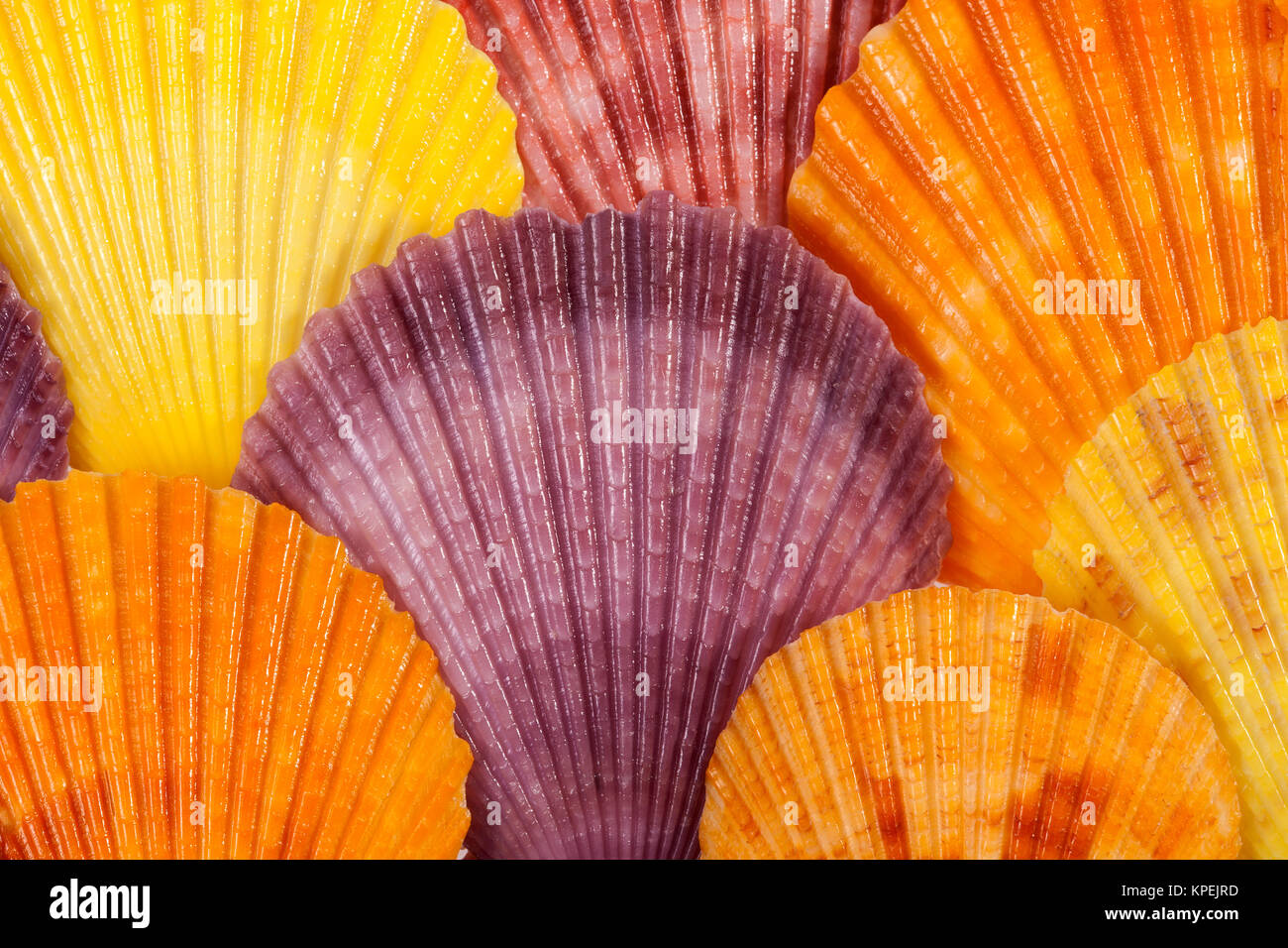 background with colorful sea shells of mollusks, close up Stock Photo - Alamy