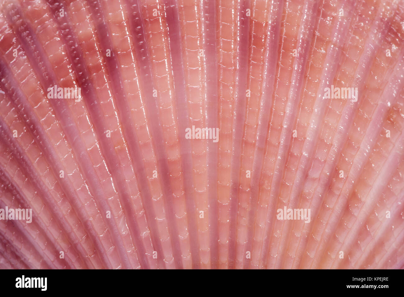 background of seashells of mollusk, close up Stock Photo - Alamy
