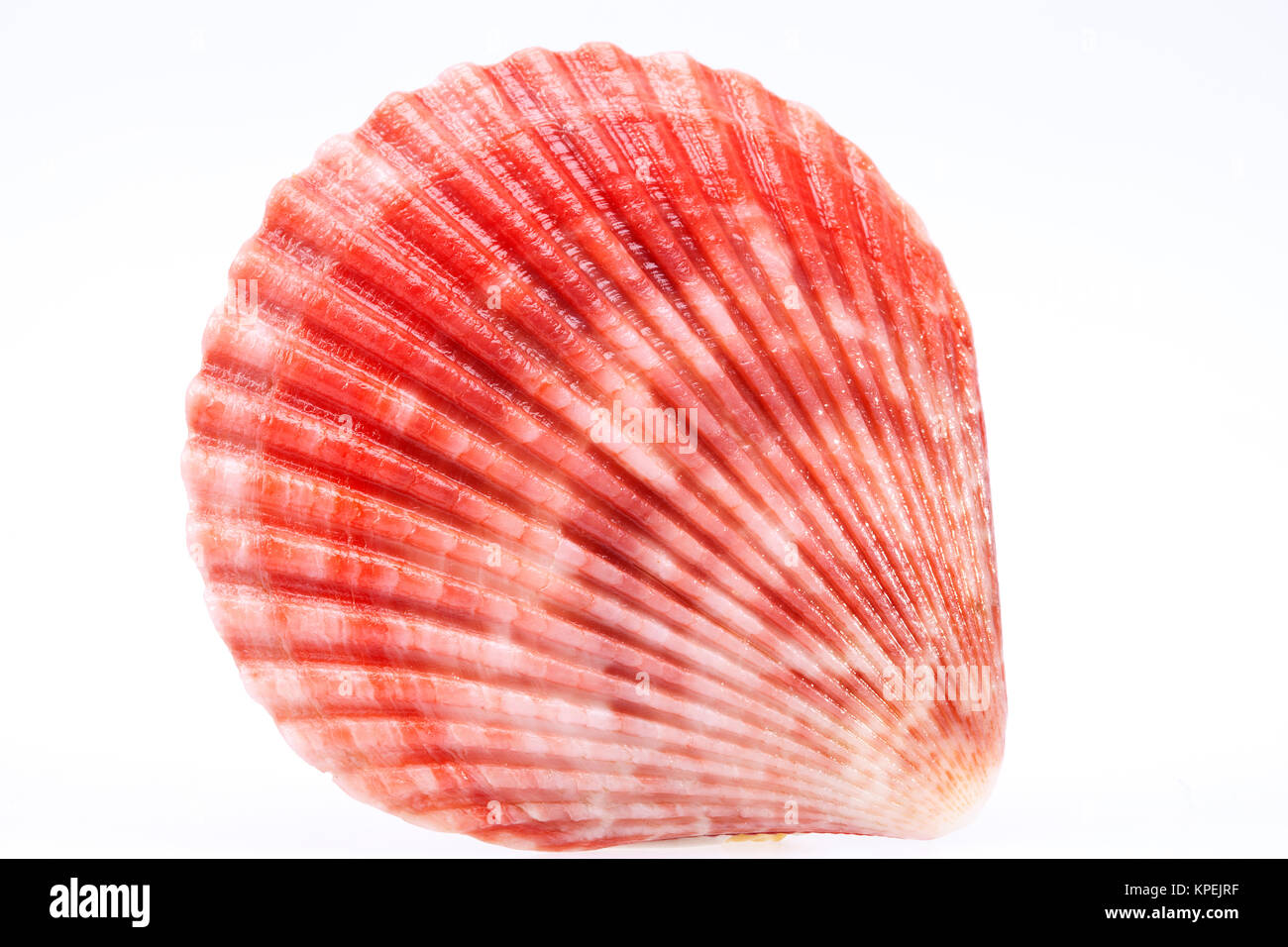 single seashell of mollusk isolated on white background, close up Stock ...