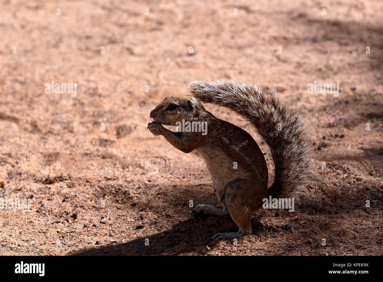 Cute little african ground hi-res stock photography and images - Alamy