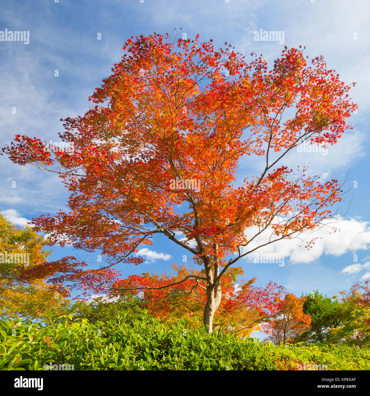 Colorful autunm tree Stock Photo - Alamy