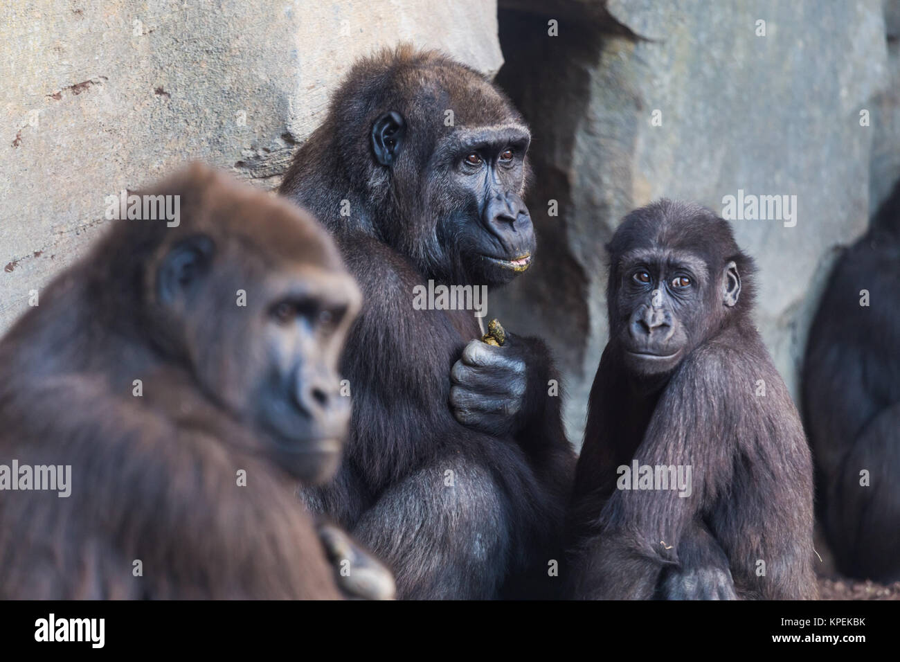 Gorilla apes family Stock Photo - Alamy