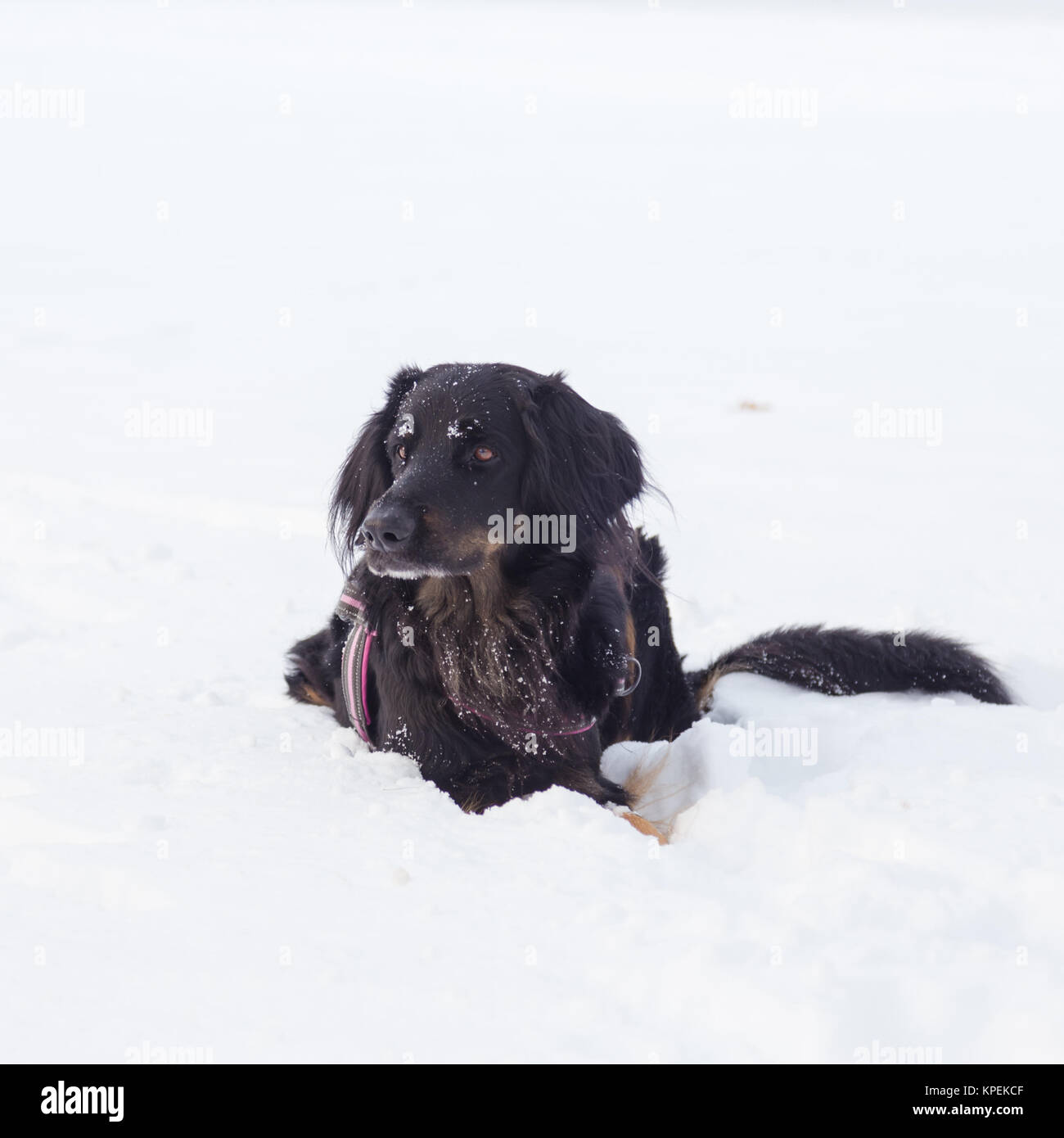 Dog playing outside in cold winter snow Stock Photo - Alamy