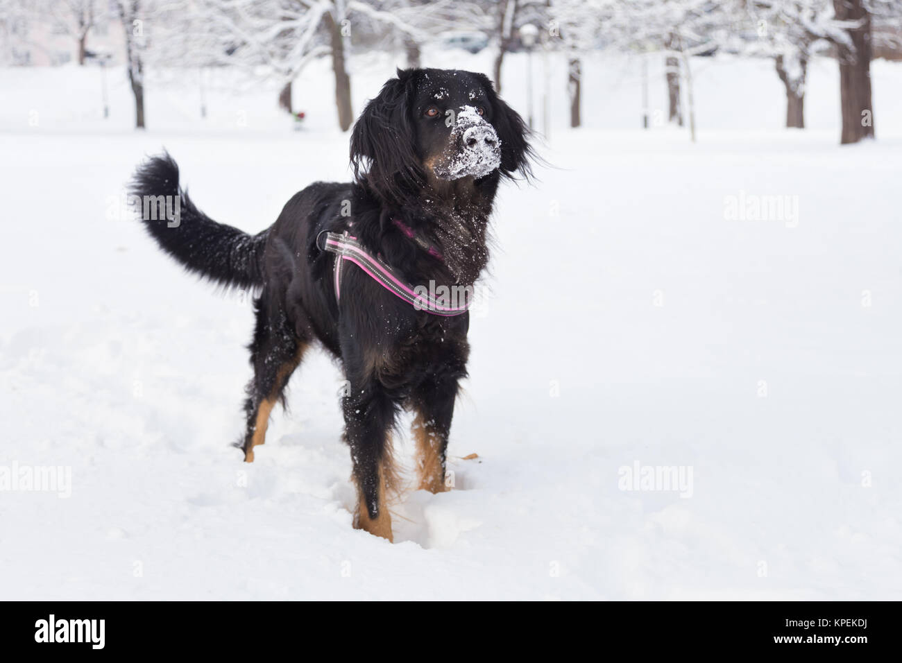 Dog playing outside in cold winter snow Stock Photo - Alamy