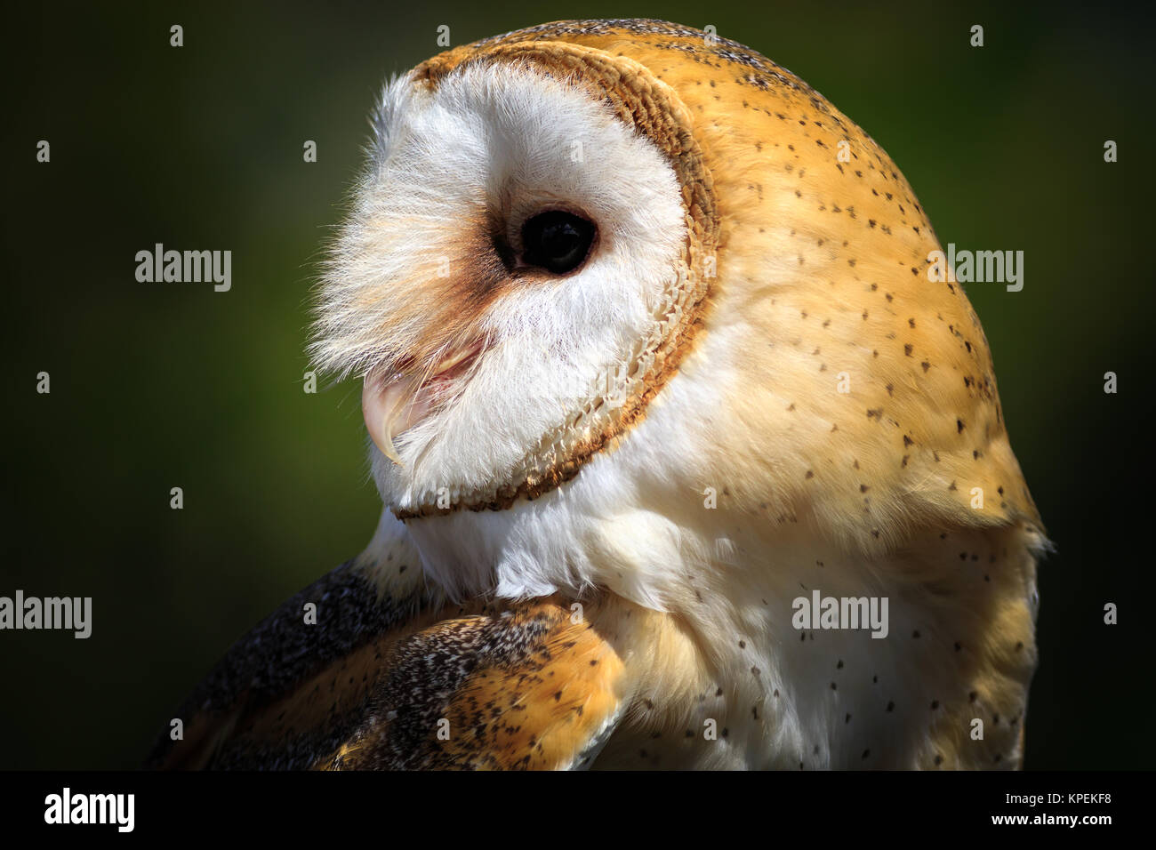 wild barn owl Stock Photo - Alamy