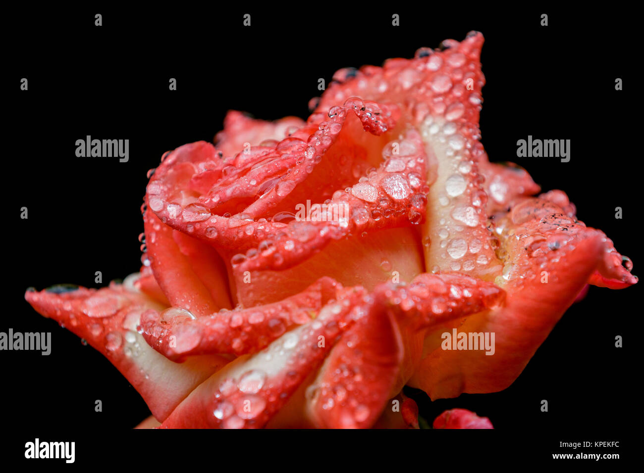 Rose with rain drops Stock Photo - Alamy