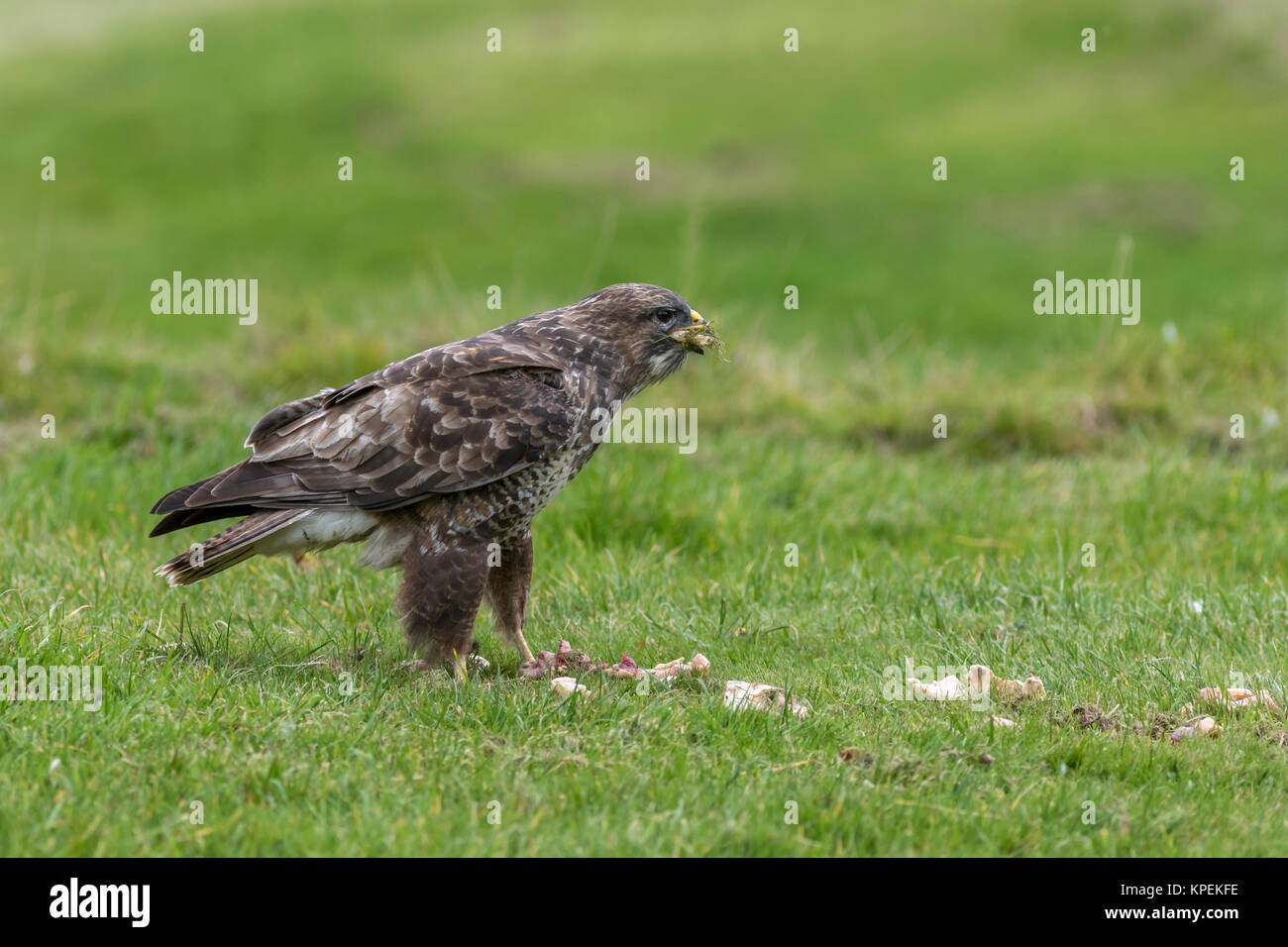 Most common soil hi-res stock photography and images - Alamy