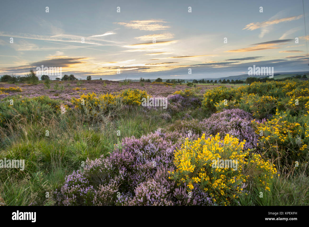 Heather in flower at sunset Stock Photo - Alamy