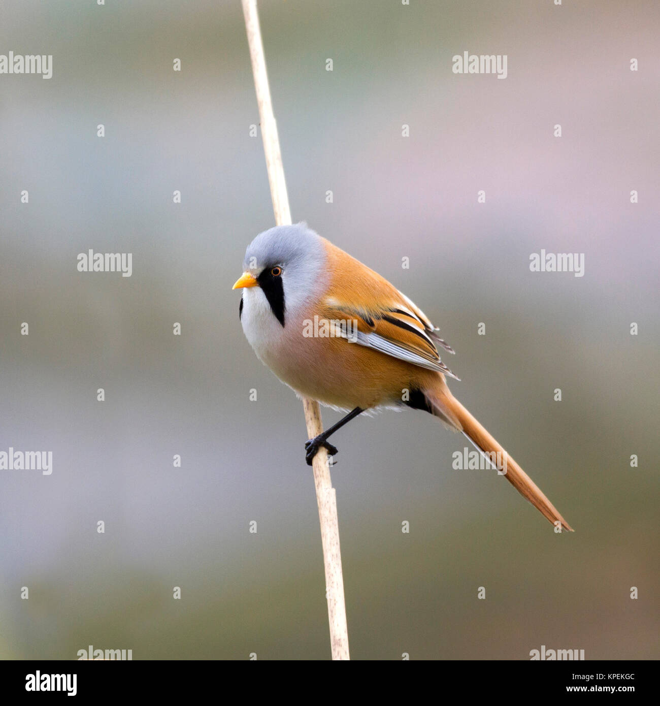 Bearded Tit ( Panurus biarmicus Stock Photo - Alamy