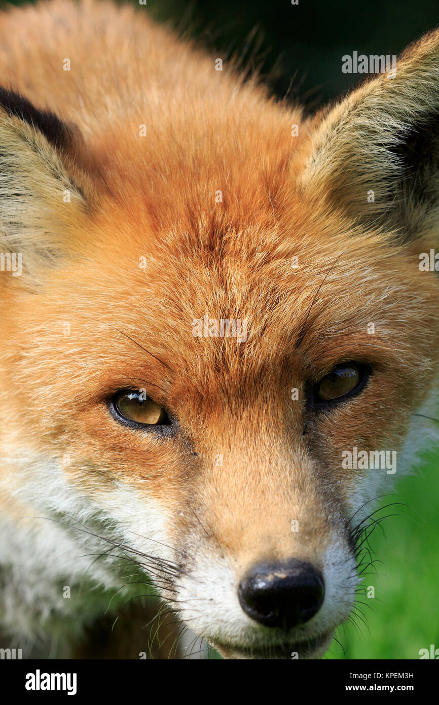 Wise fox hi-res stock photography and images - Alamy
