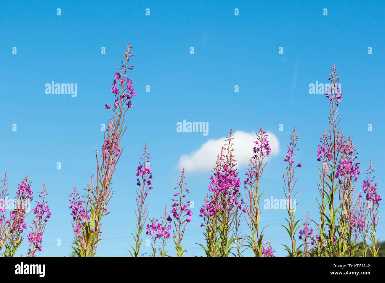 Fireweed epilobium angustifolium wildflower rose bay willow herb hi-res ...