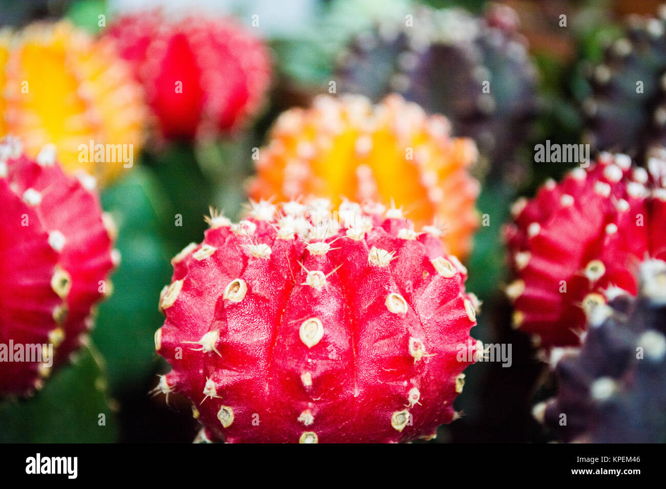 Cactus vector illustration hi-res stock photography and images - Alamy