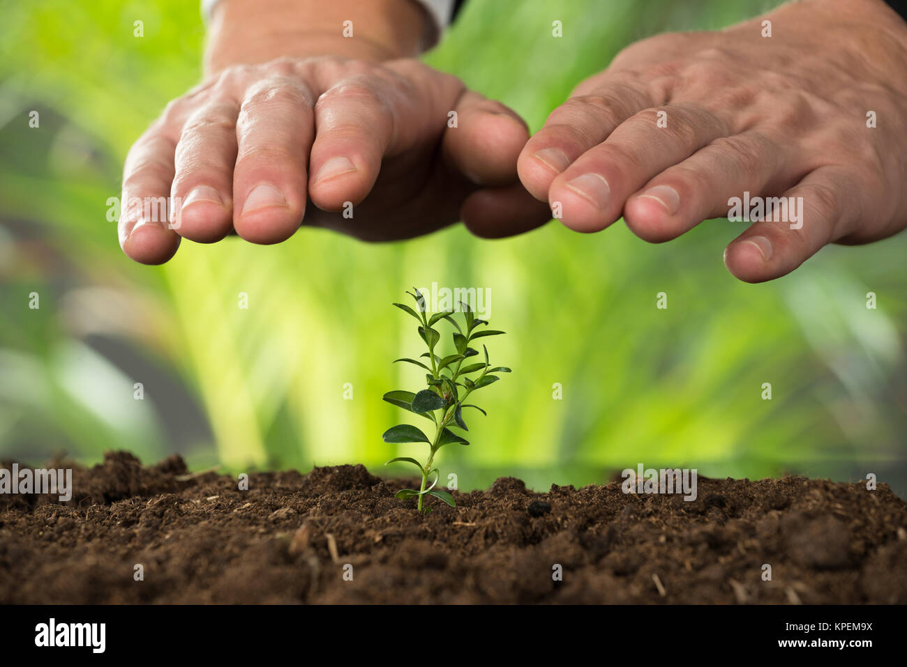Person Hand Protecting Plant On Land Stock Photo - Alamy