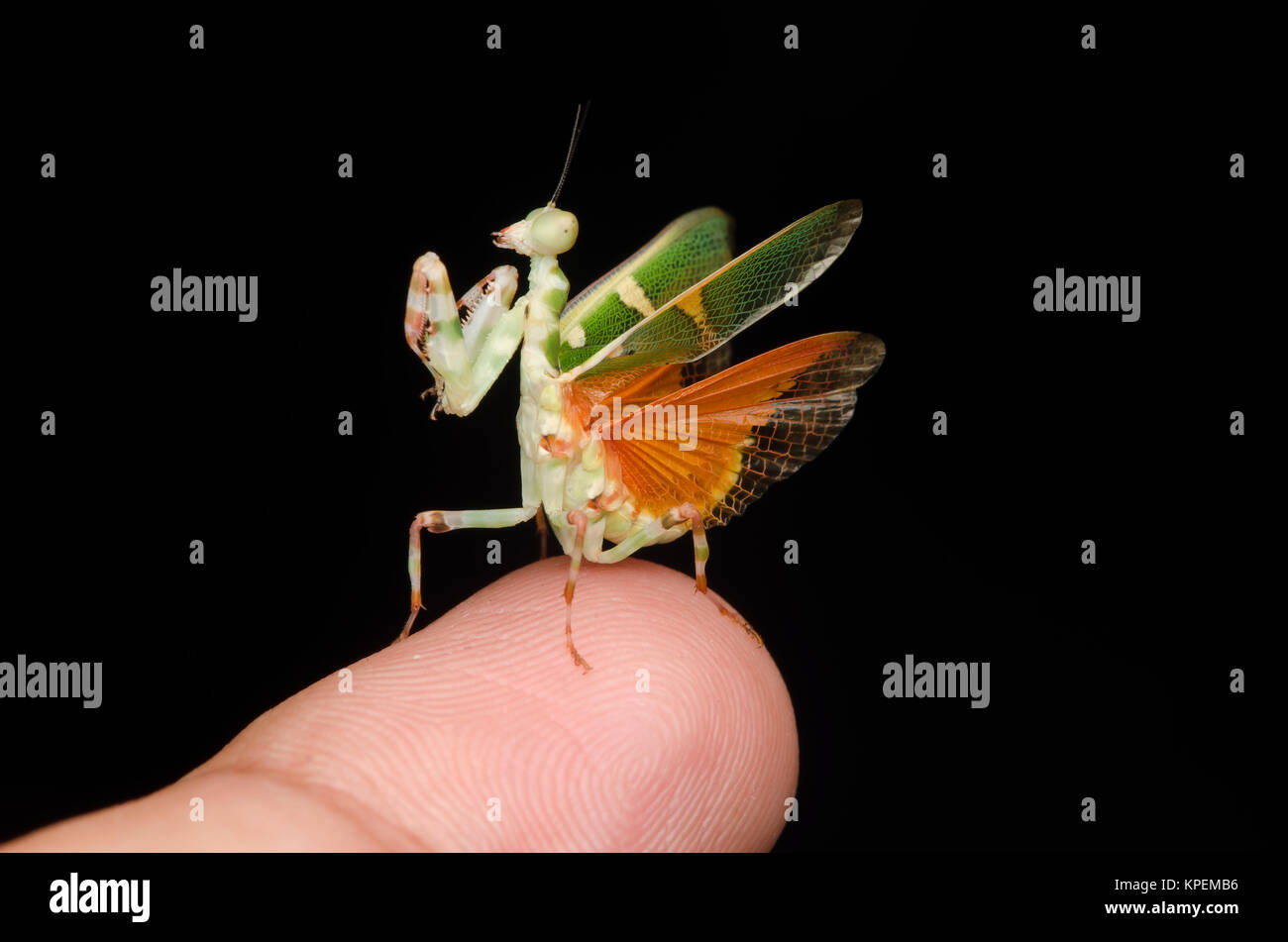 flower mantis male on tip of finger. Theopropus elegans. praying mantis ...