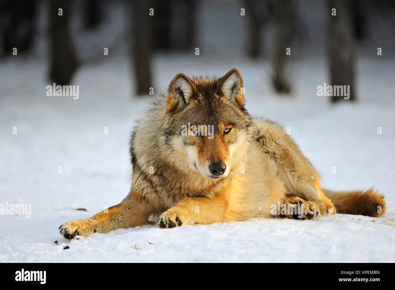Close Up Photo Of A Grey Wolf (Canis lupus) In Its Habitat Stock Photo ...