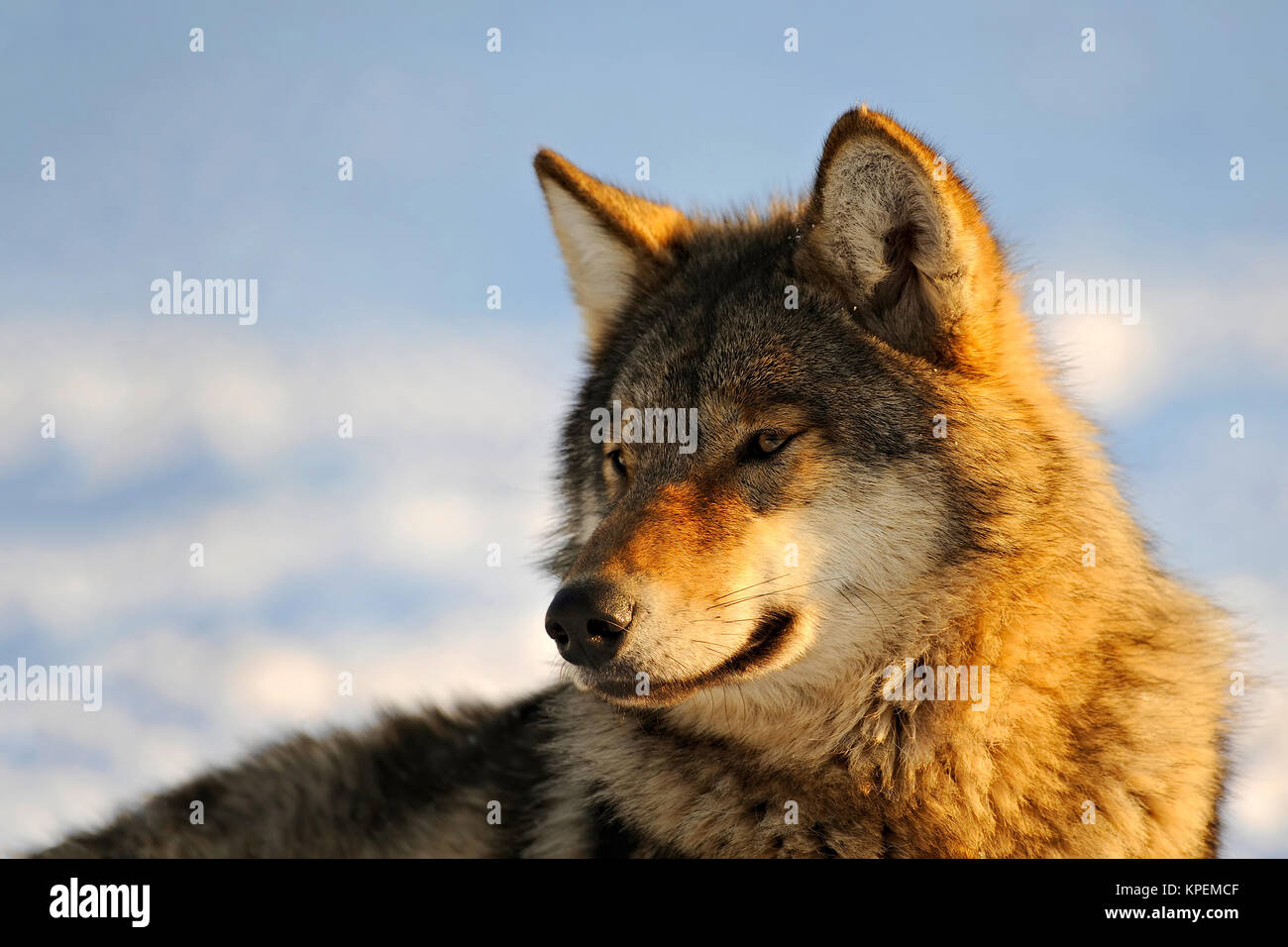 Close Up Photo Of A Grey Wolf (Canis lupus) In Its Habitat Stock Photo ...