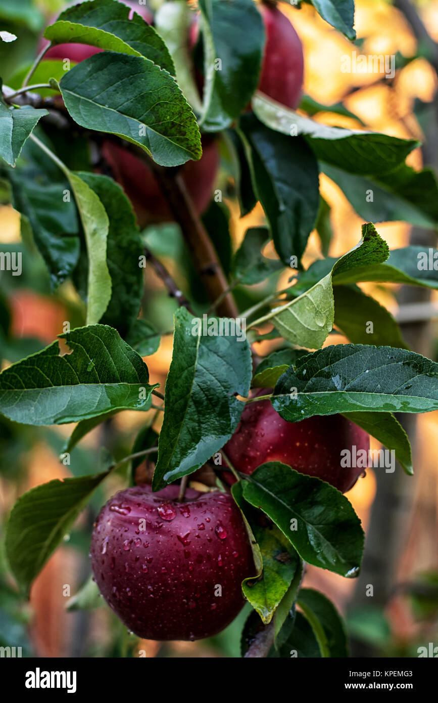 branches of Apple trees with ripe,juicy fruits Stock Photo - Alamy