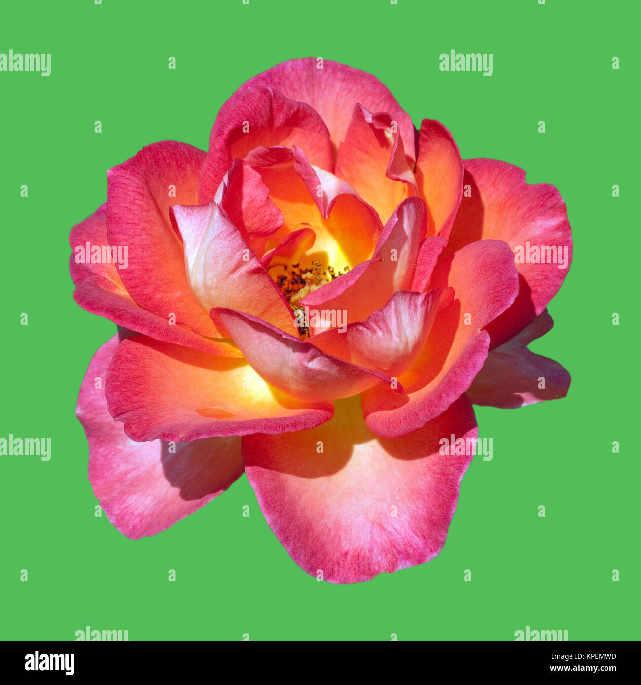 The fairest cape rose hi-res stock photography and images - Alamy