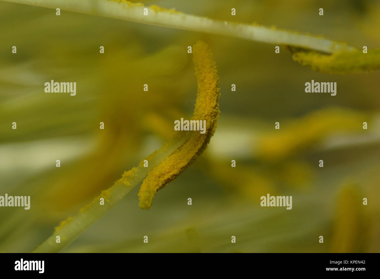 Yellow dust sheets in the macro area Stock Photo - Alamy