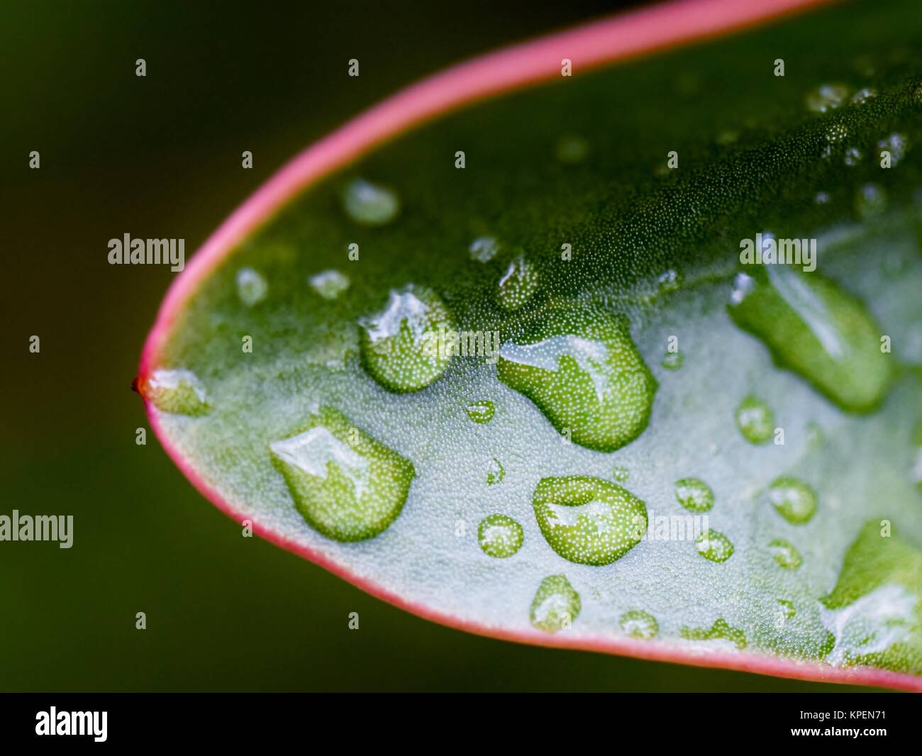 Rain drops on Protea leaf Stock Photo - Alamy