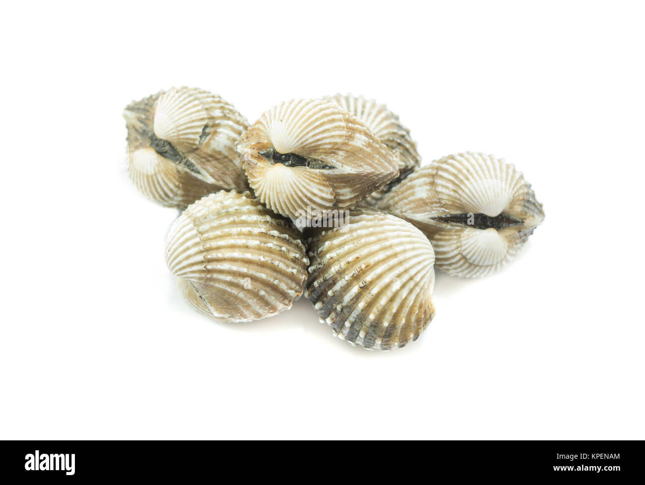 Live cockles hi-res stock photography and images - Alamy