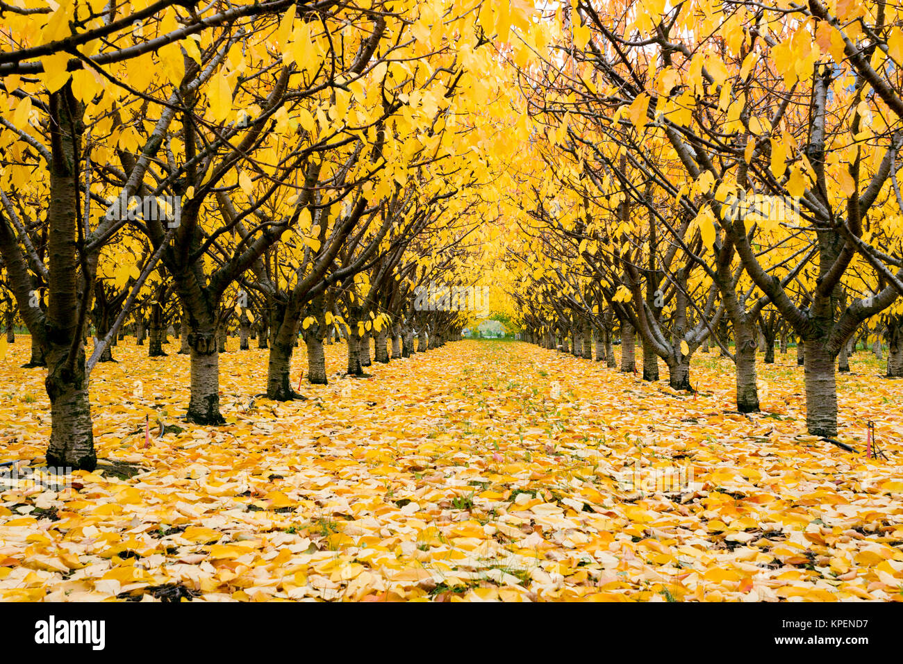 Organic cherry orchard with fall colors during the autumn season in the ...