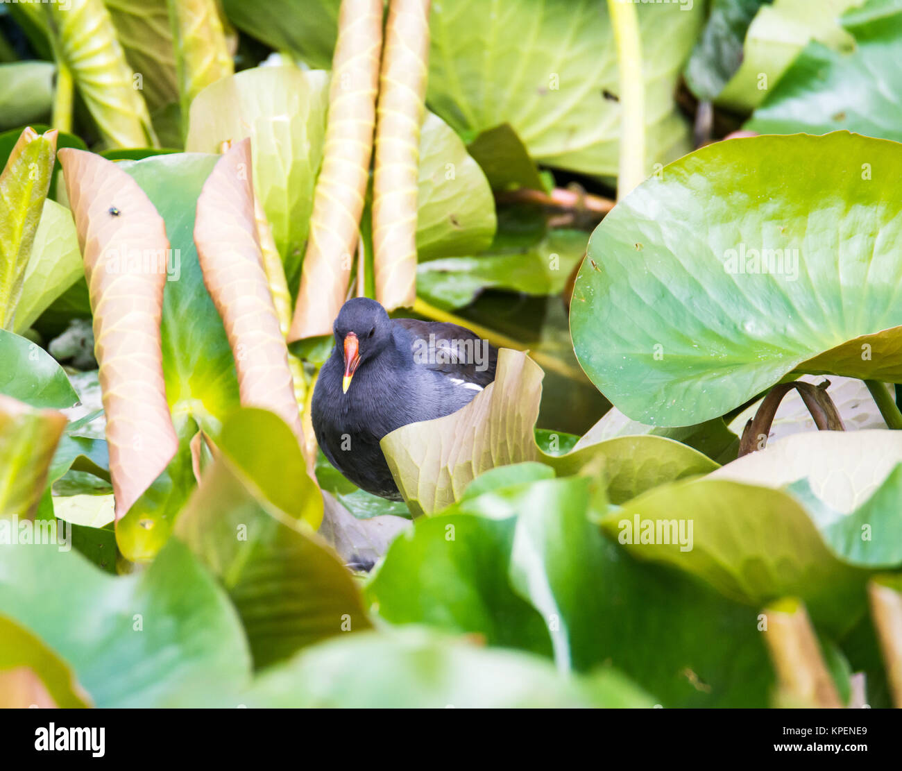 Moorhen hiding hi-res stock photography and images - Alamy