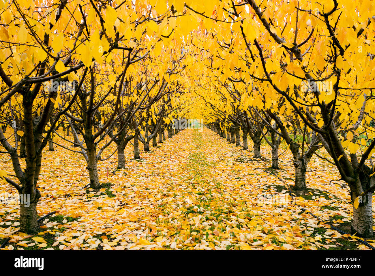 Organic cherry orchard with fall colors during the autumn season in the ...