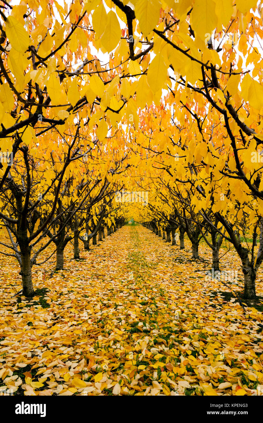 The cherry orchard hi-res stock photography and images - Alamy