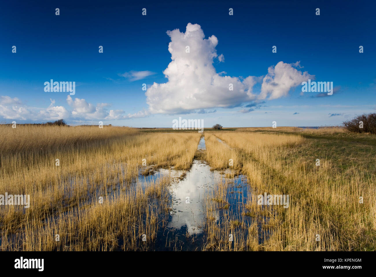 reflection of a cloud in a large puddle in the middle of the field ...