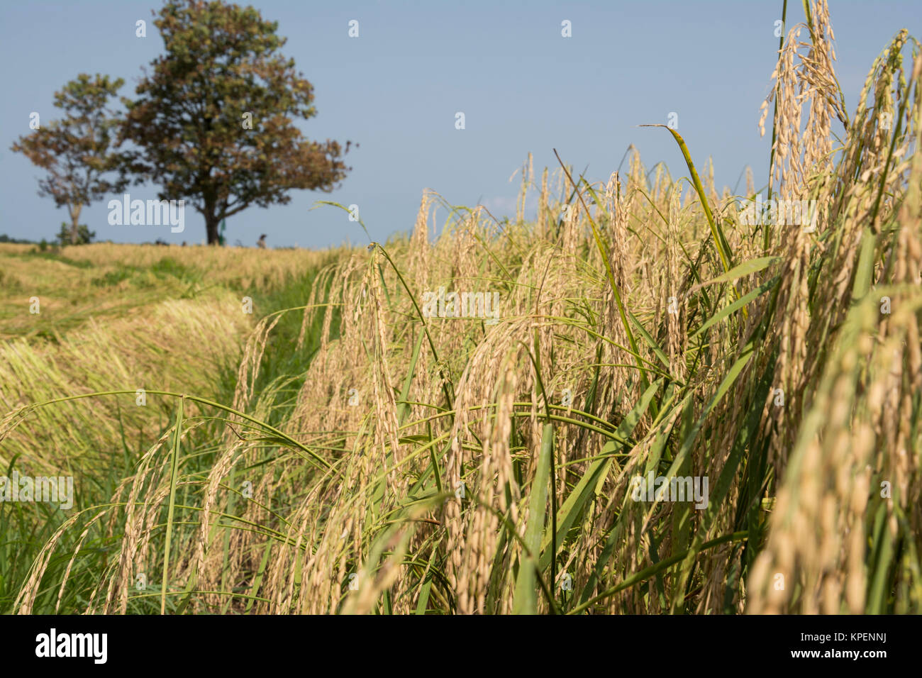 Close View of a Ripen Rice Field Stock Photo - Alamy