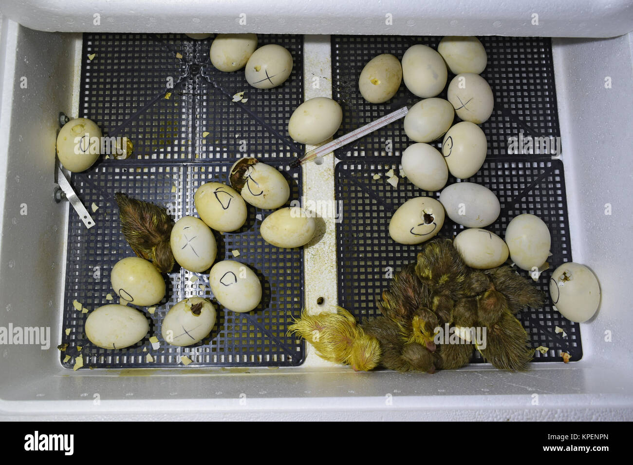Duckling hatching from egg hi-res stock photography and images - Alamy