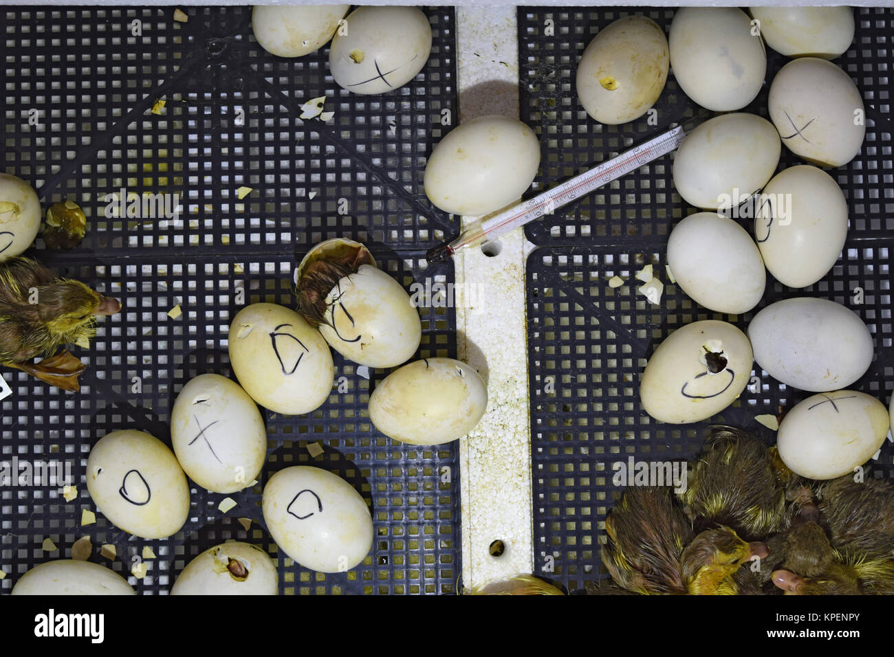 Mechanism of hatch hi-res stock photography and images - Alamy