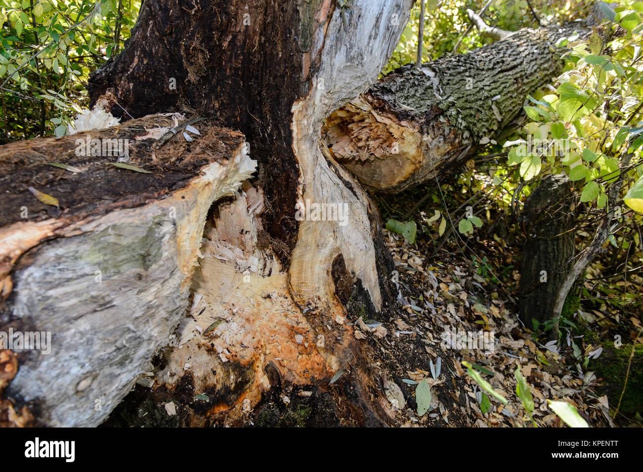 Rodent damage hi-res stock photography and images - Alamy