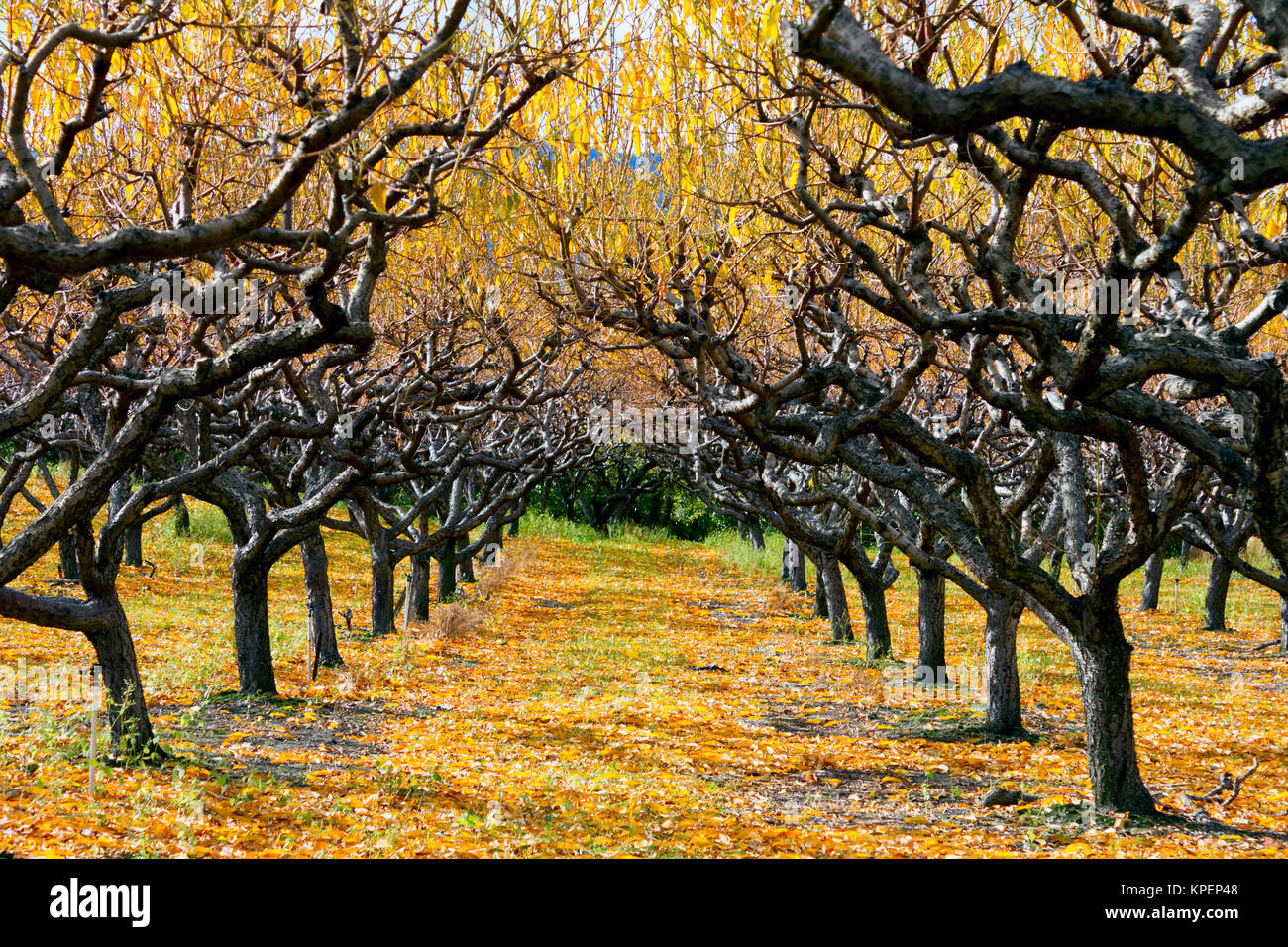 Organic peach orchard with fall colors during the autumn season in the ...