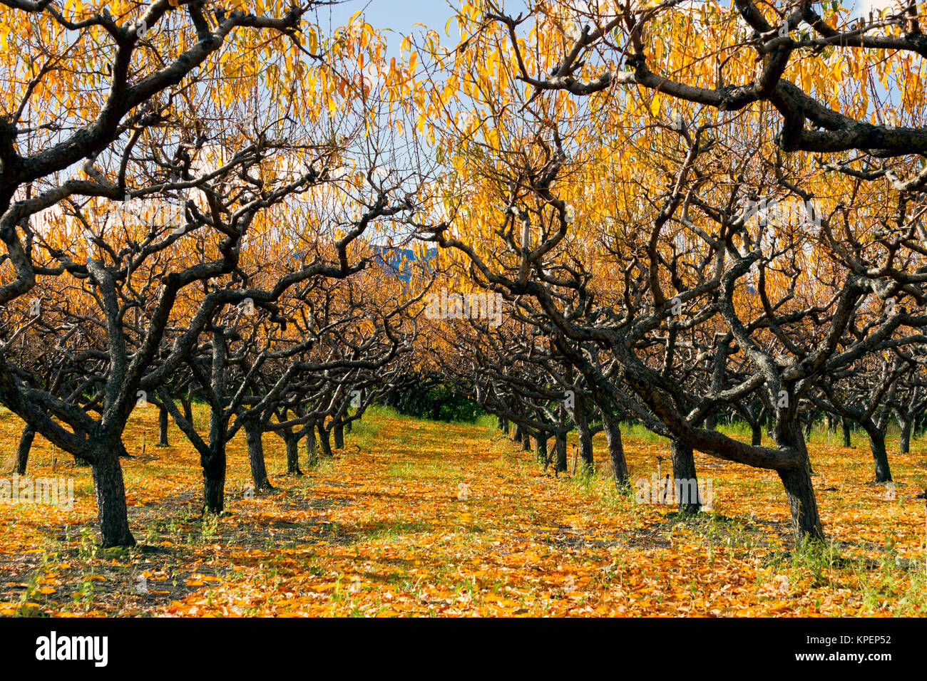 Peach orchard hi-res stock photography and images - Alamy