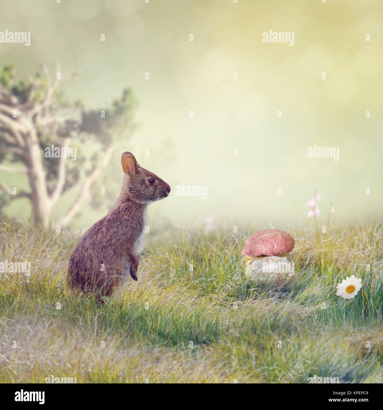 Wild Rabbit Standing up in The Grass Stock Photo - Alamy