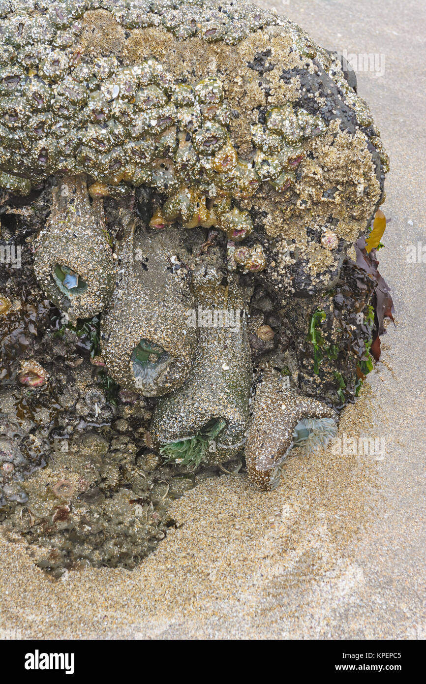 Anemones and Barnacles on an ocean tidepool Stock Photo - Alamy