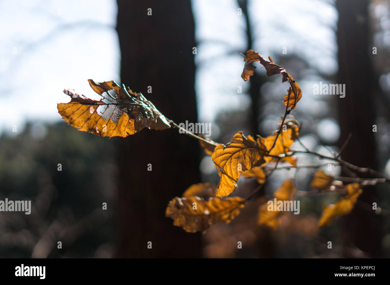 Shriveled leaf hi-res stock photography and images - Alamy