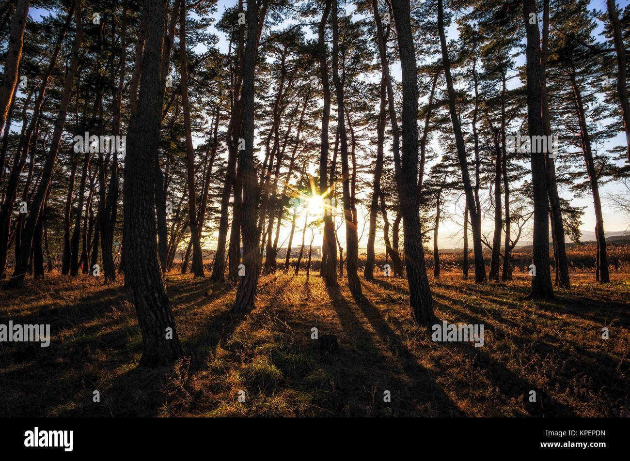 Gangneung Pine Tree Forest Stock Photo - Alamy