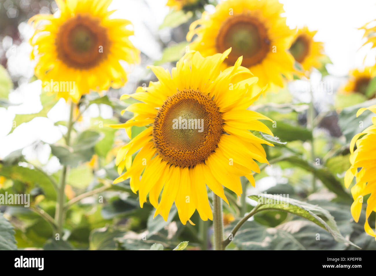 Beautiful sunflower with natural background Stock Photo - Alamy