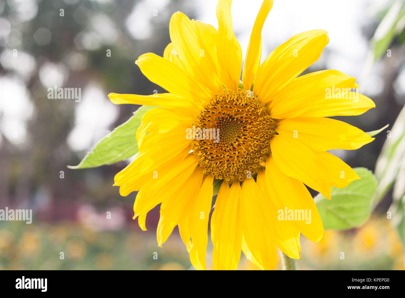 Beautiful sunflower with natural background Stock Photo - Alamy